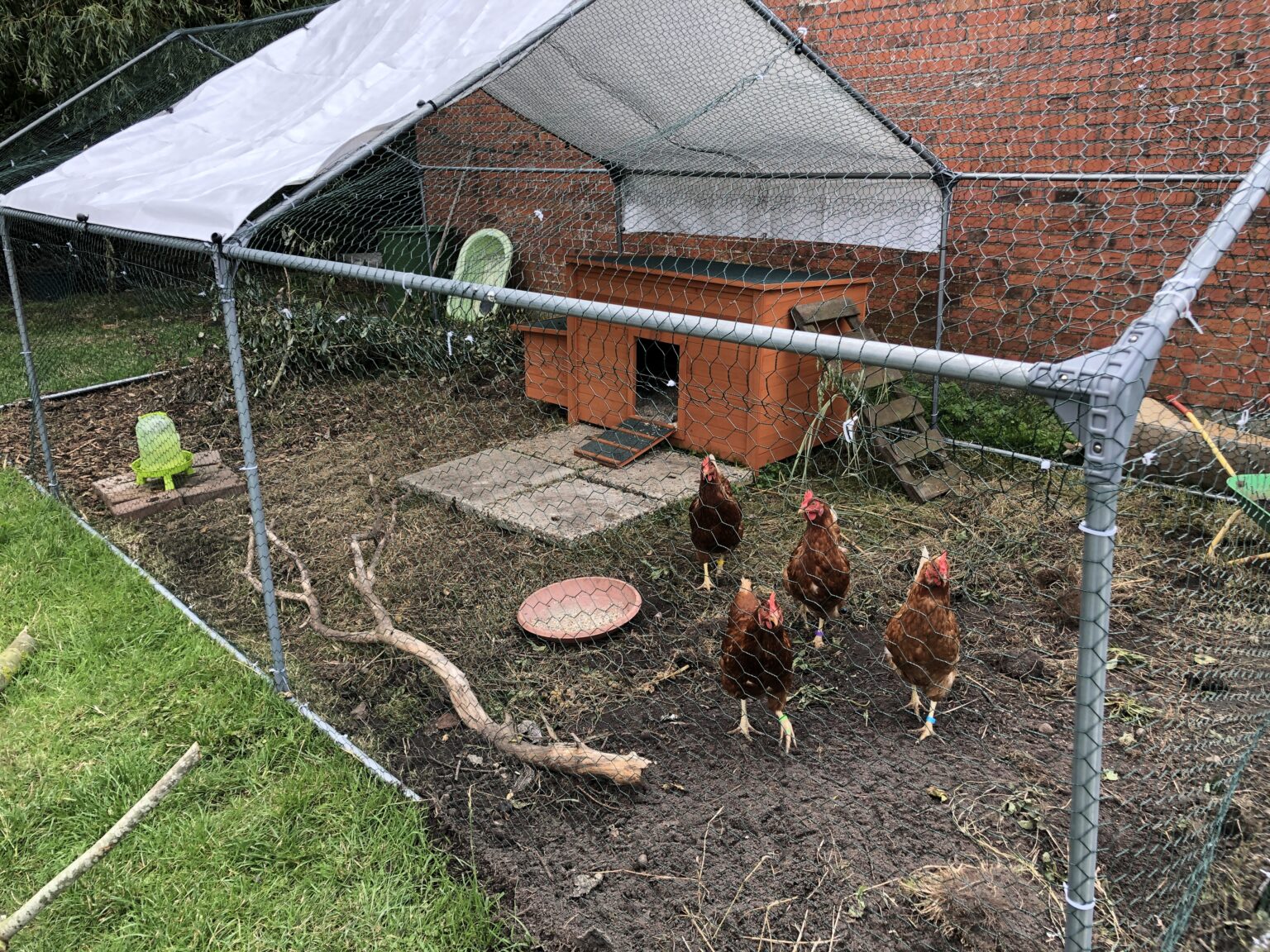Faszinierend Wie Viel Quadratmeter Braucht Ein Huhn Bild
